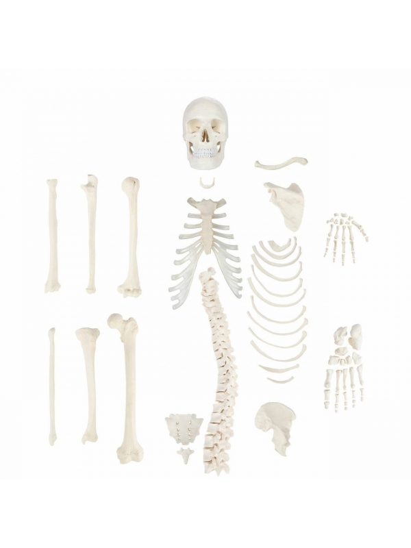 Disarticulated Human Skeleton Painted To Show Muscles Origins and ... Disarticulated Human Skeleton Painted To Show Muscles Origins and ...